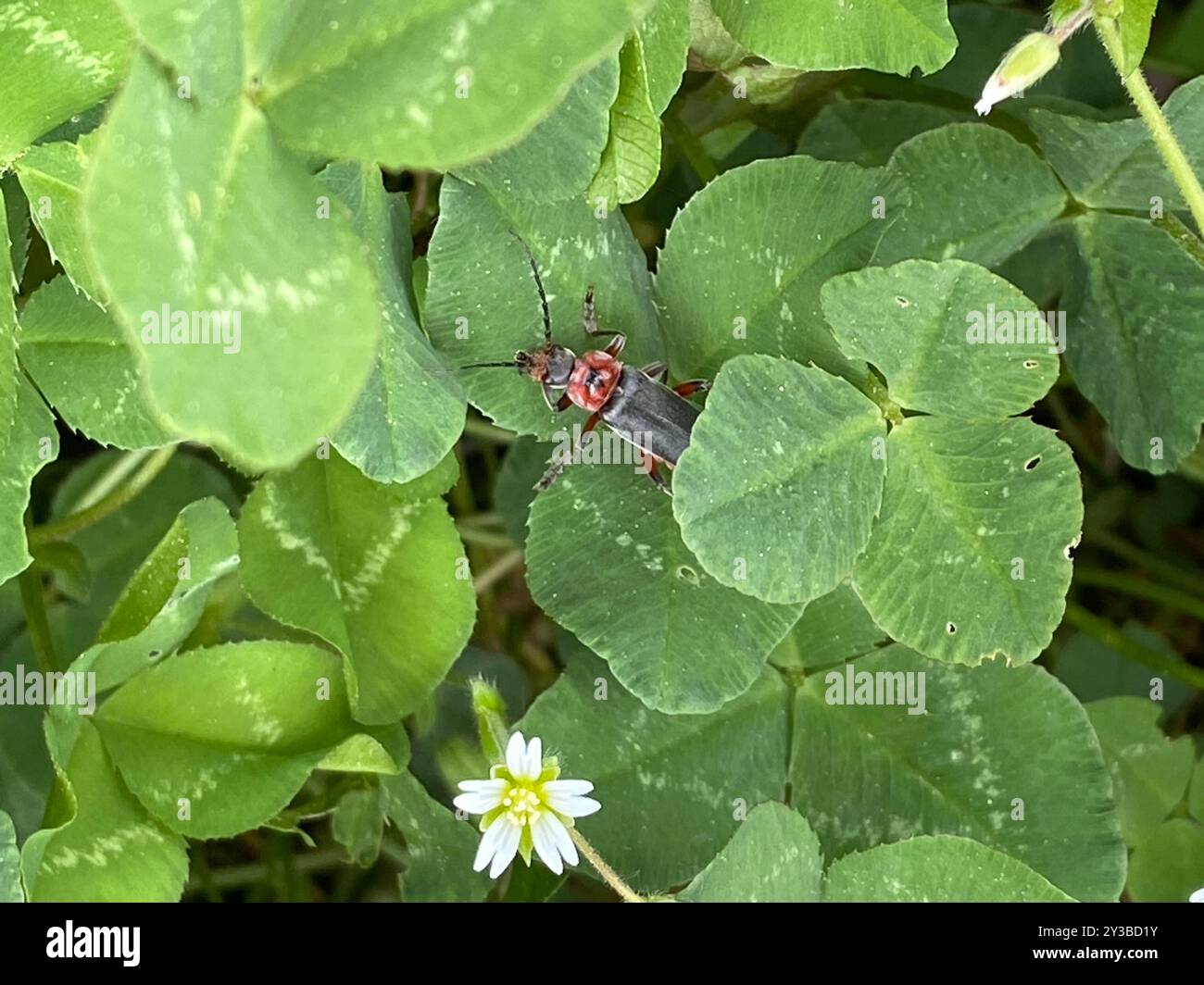 Rustic Sailor Beetle (Cantharis rustica) Insecta Stock Photo - Alamy