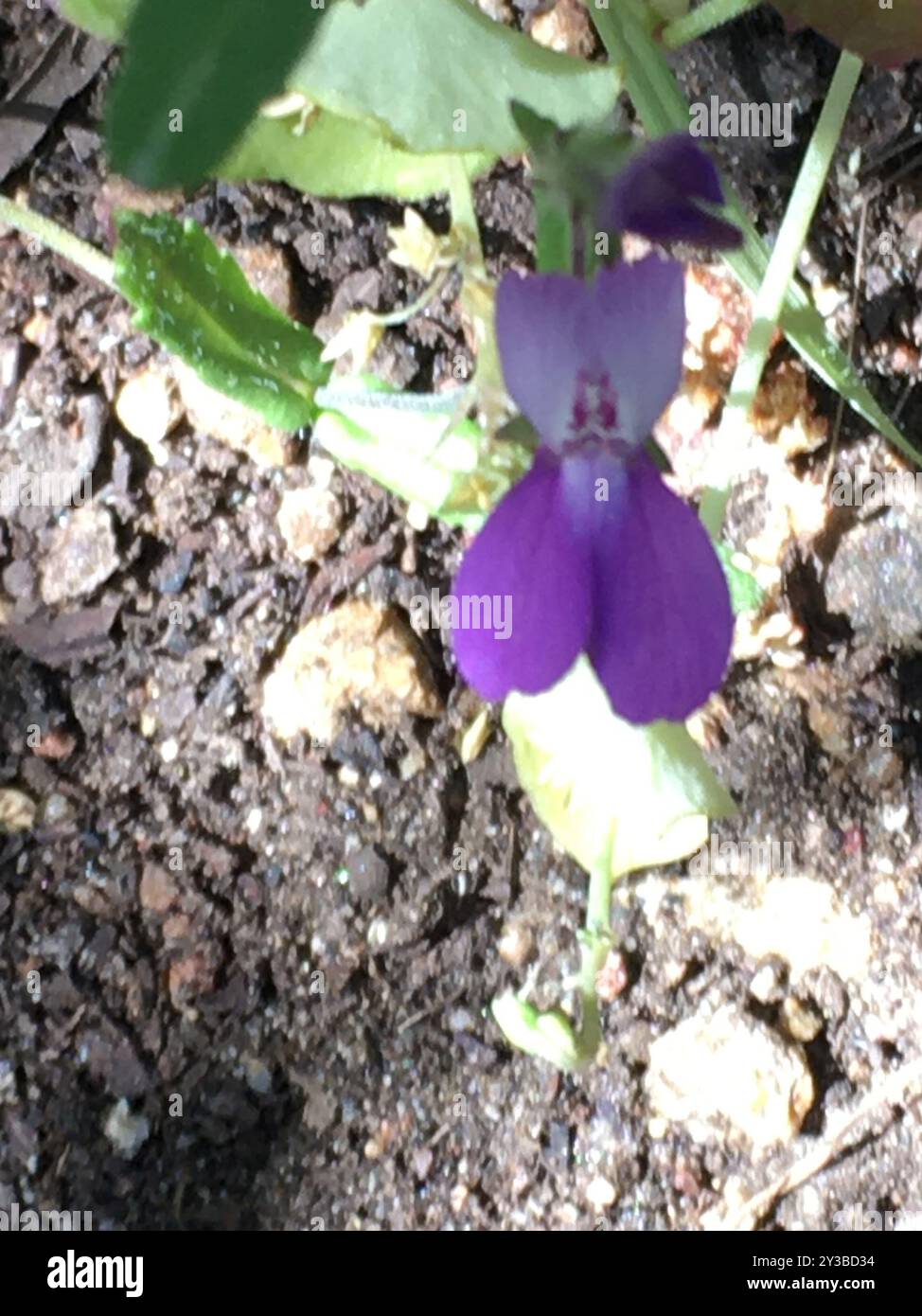 Concolorous Chinese Houses (Collinsia concolor) Plantae Stock Photo - Alamy
