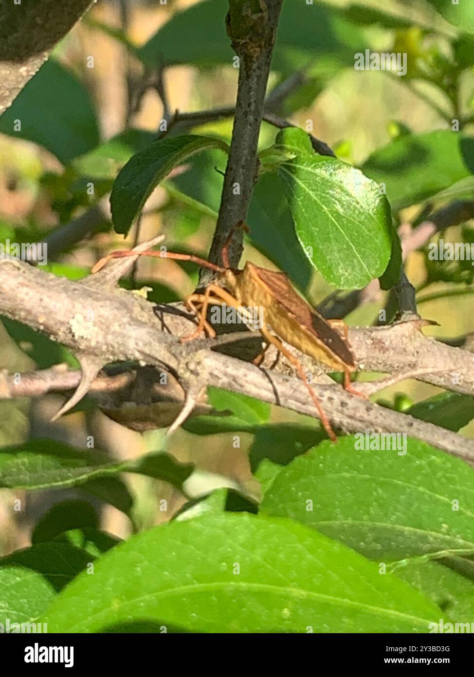 Box Bug (Gonocerus acuteangulatus) Insecta Stock Photo - Alamy