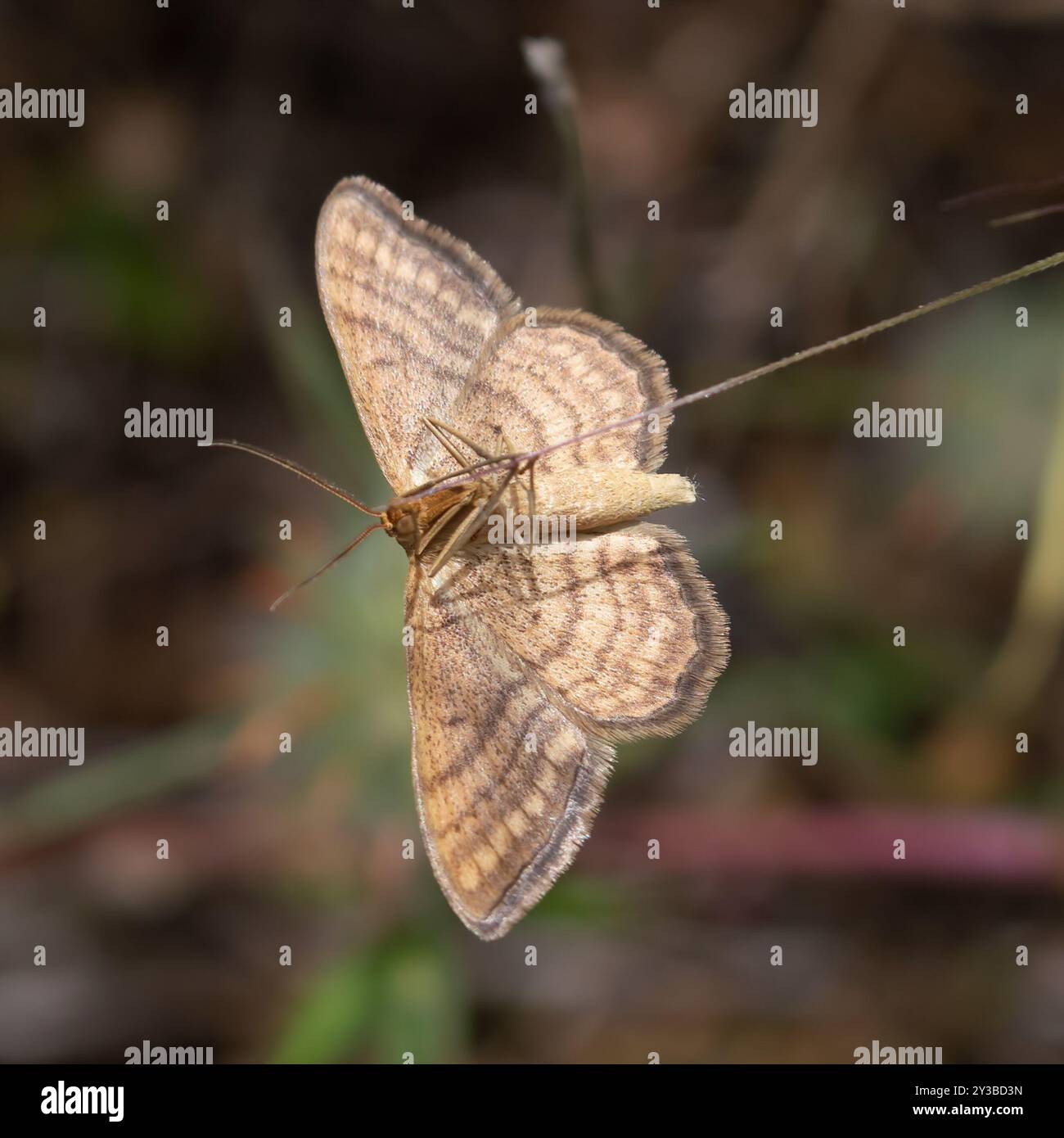 Bright Wave (Idaea ochrata) Insecta Stock Photo - Alamy