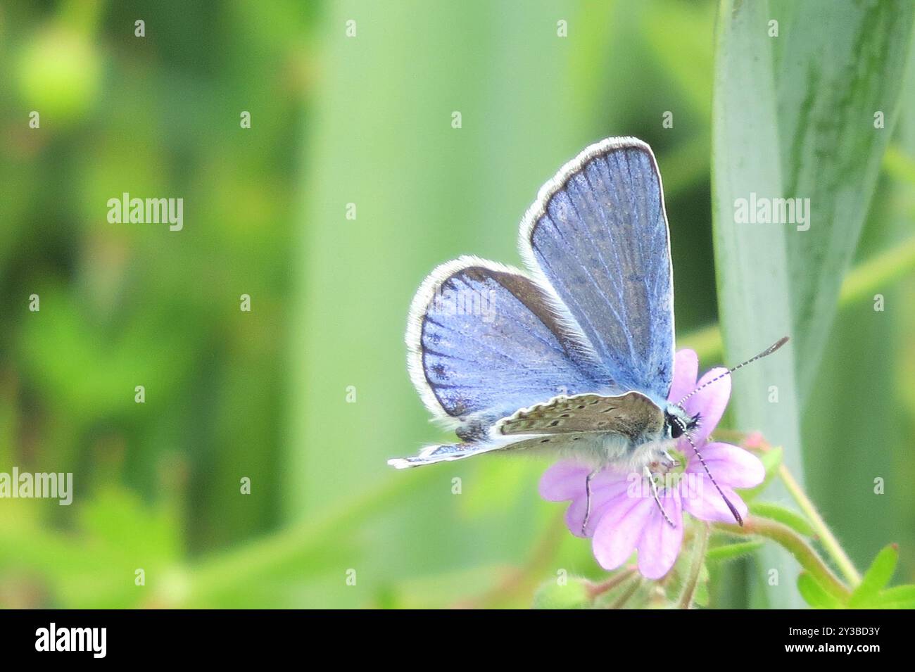 Common Blue (Polyommatus icarus) Insecta Stock Photo - Alamy