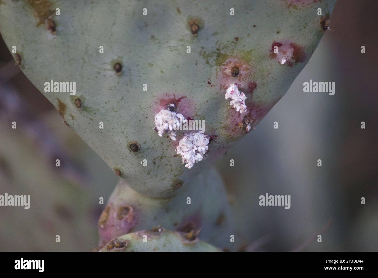 Cochineal Scale Bugs (Dactylopius) Insecta Stock Photo - Alamy