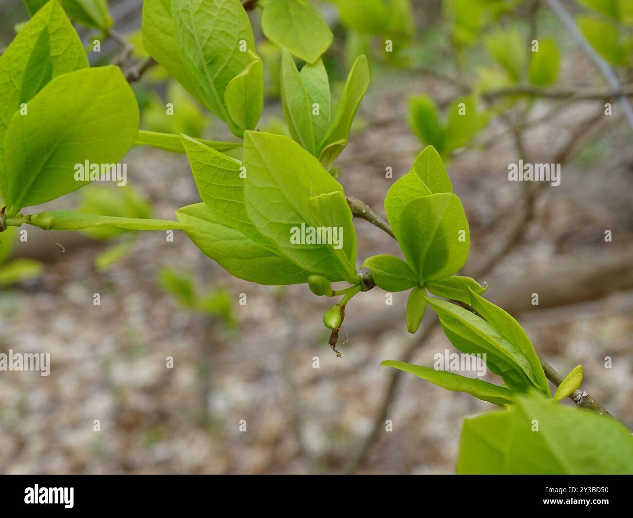 eastern leatherwood (Dirca palustris) Plantae Stock Photo - Alamy