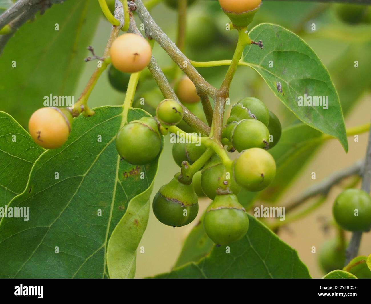 Clammy Cherry (Cordia dichotoma) Plantae Stock Photo - Alamy