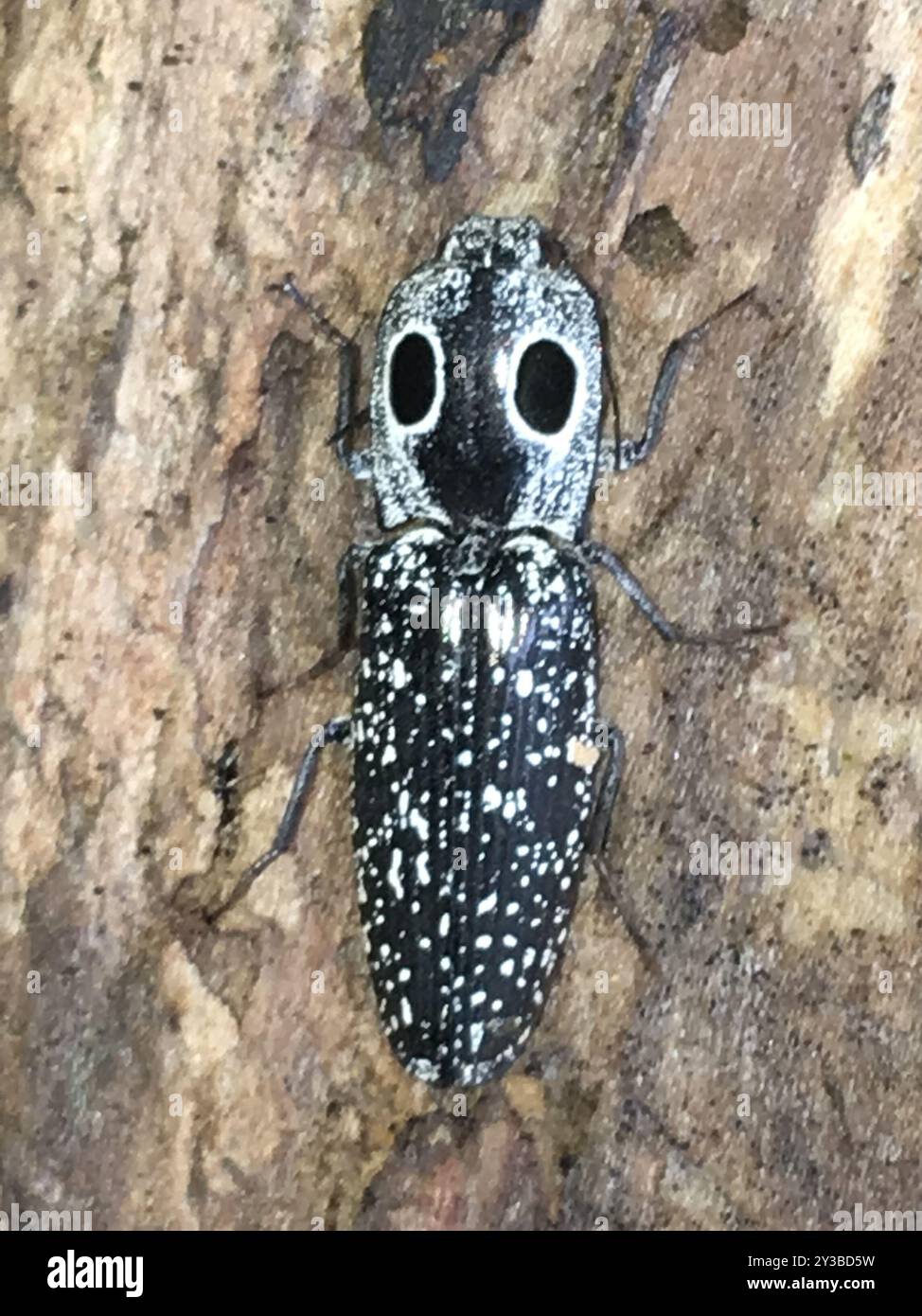 Eastern Eyed Click Beetle (Alaus oculatus) Insecta Stock Photo - Alamy