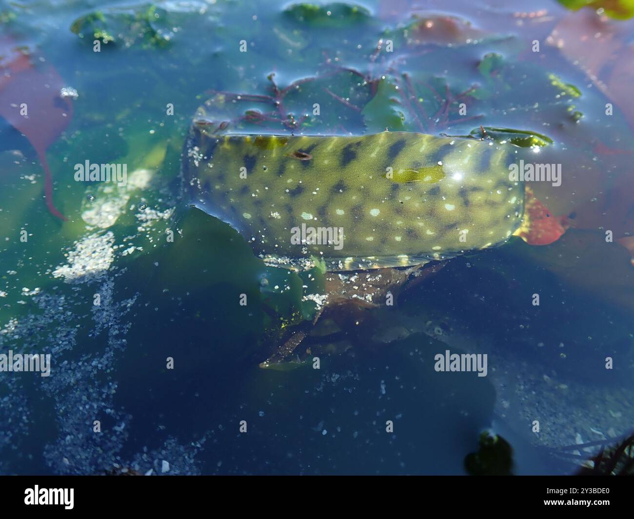 Penpoint Gunnel (Apodichthys flavidus) Actinopterygii Stock Photo - Alamy