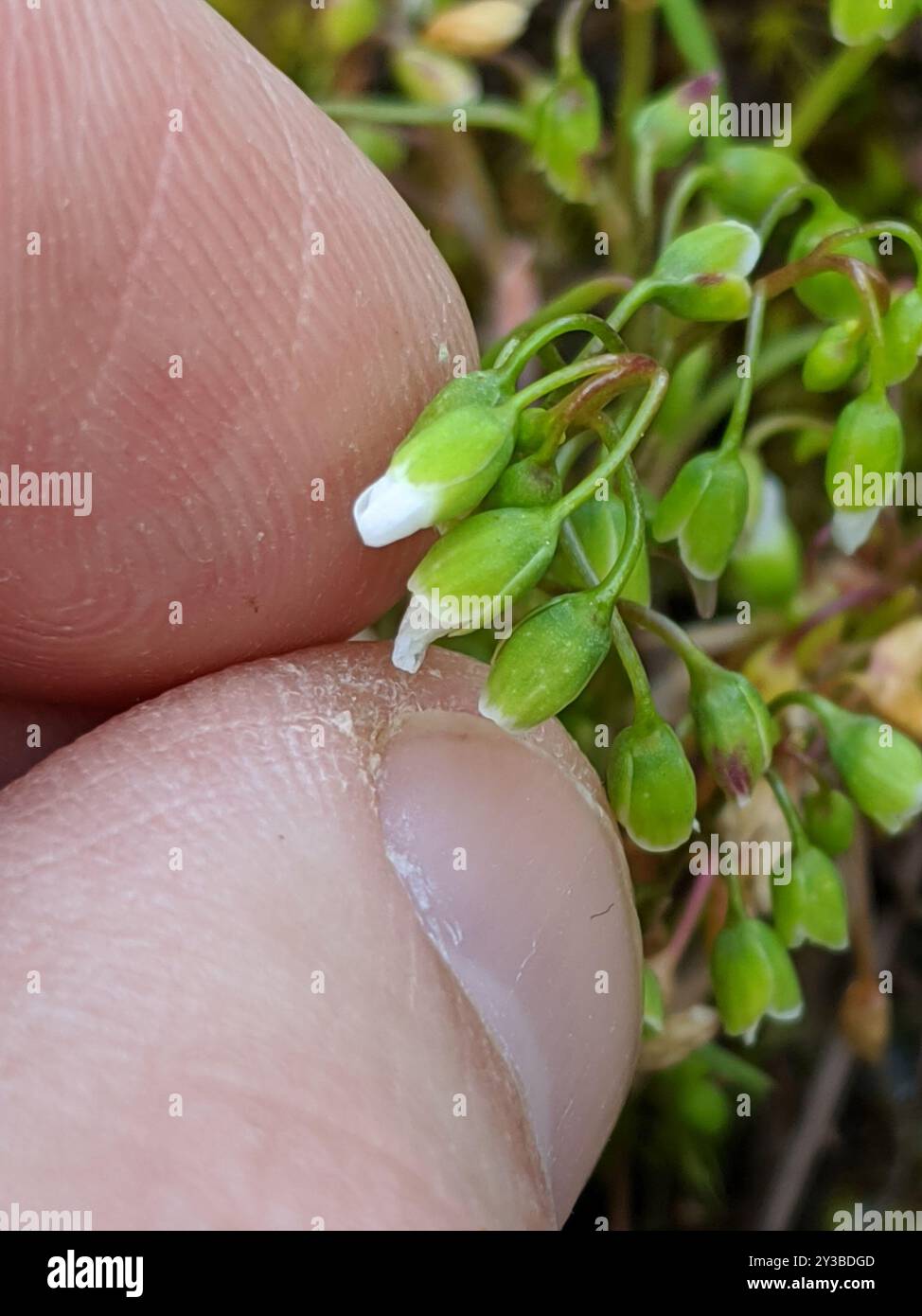 Narrow-leaved Montia (Montia linearis) Plantae Stock Photo - Alamy