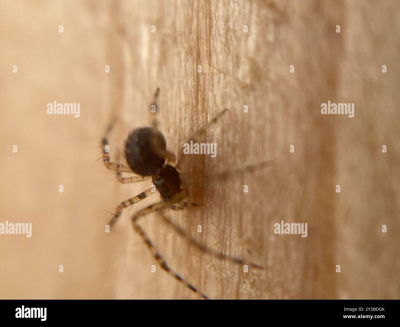 Typical Cobweb Spiders (Theridion) Arachnida Stock Photo - Alamy