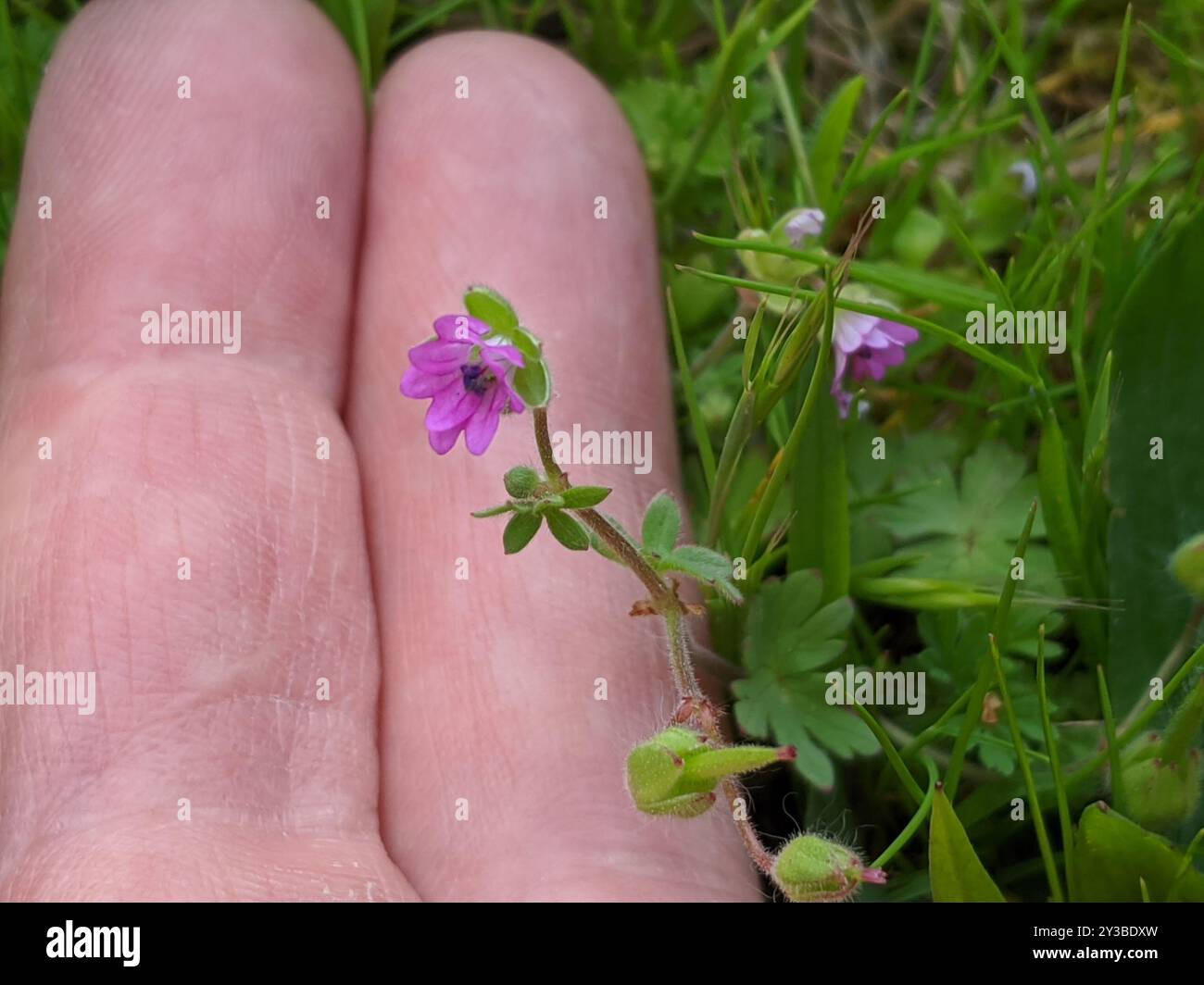 Dove's-foot crane's-bill (Geranium molle) Plantae Stock Photo - Alamy