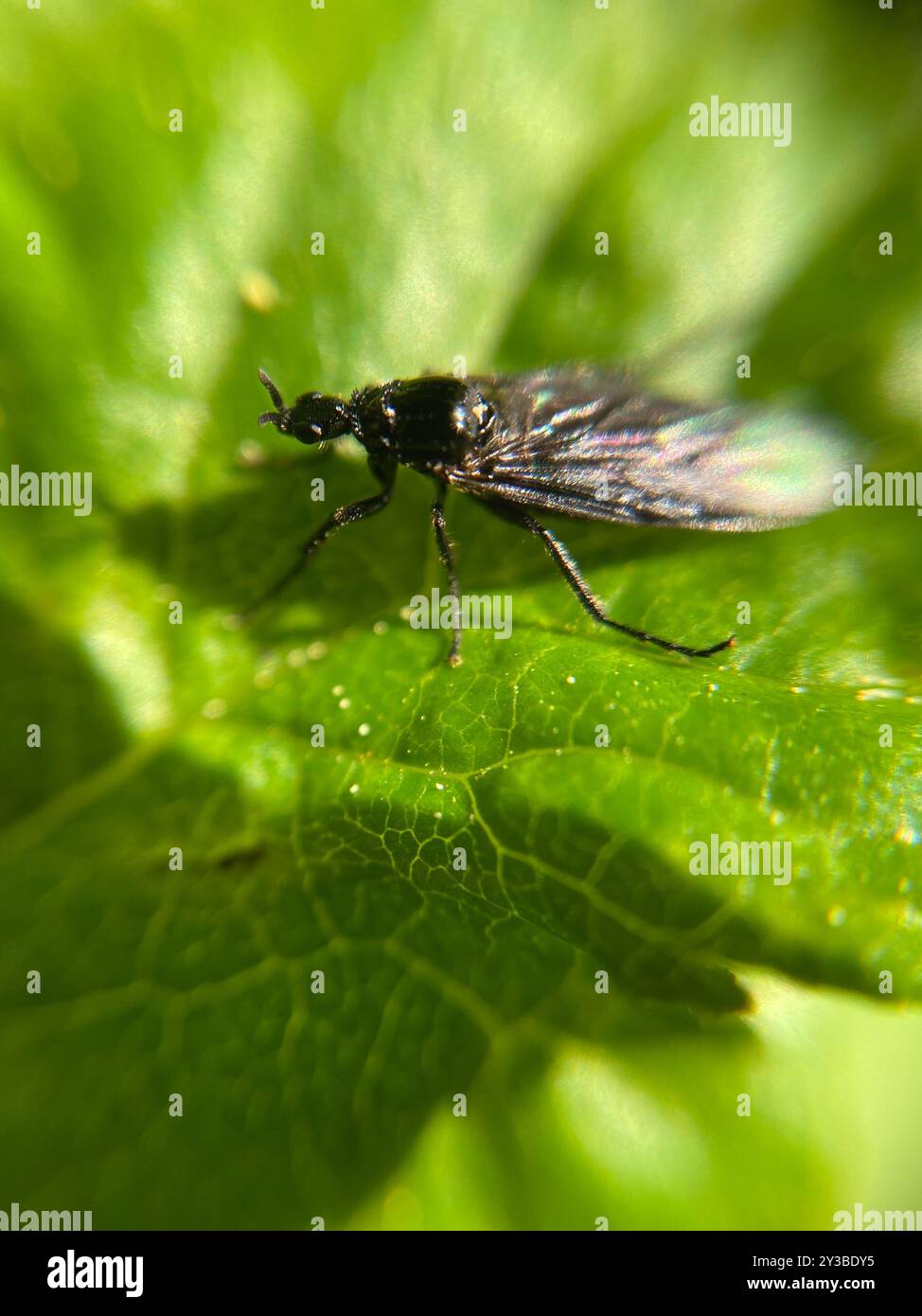March Flies (Bibionidae) Insecta Stock Photo - Alamy