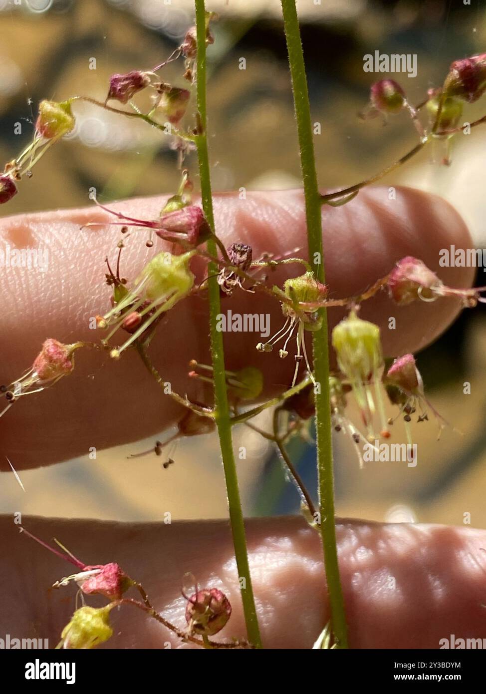 American alumroot (Heuchera americana) Plantae Stock Photo - Alamy