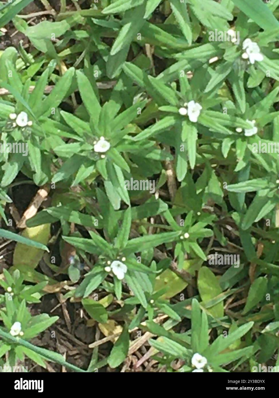 corn gromwell (Buglossoides arvensis) Plantae Stock Photo - Alamy