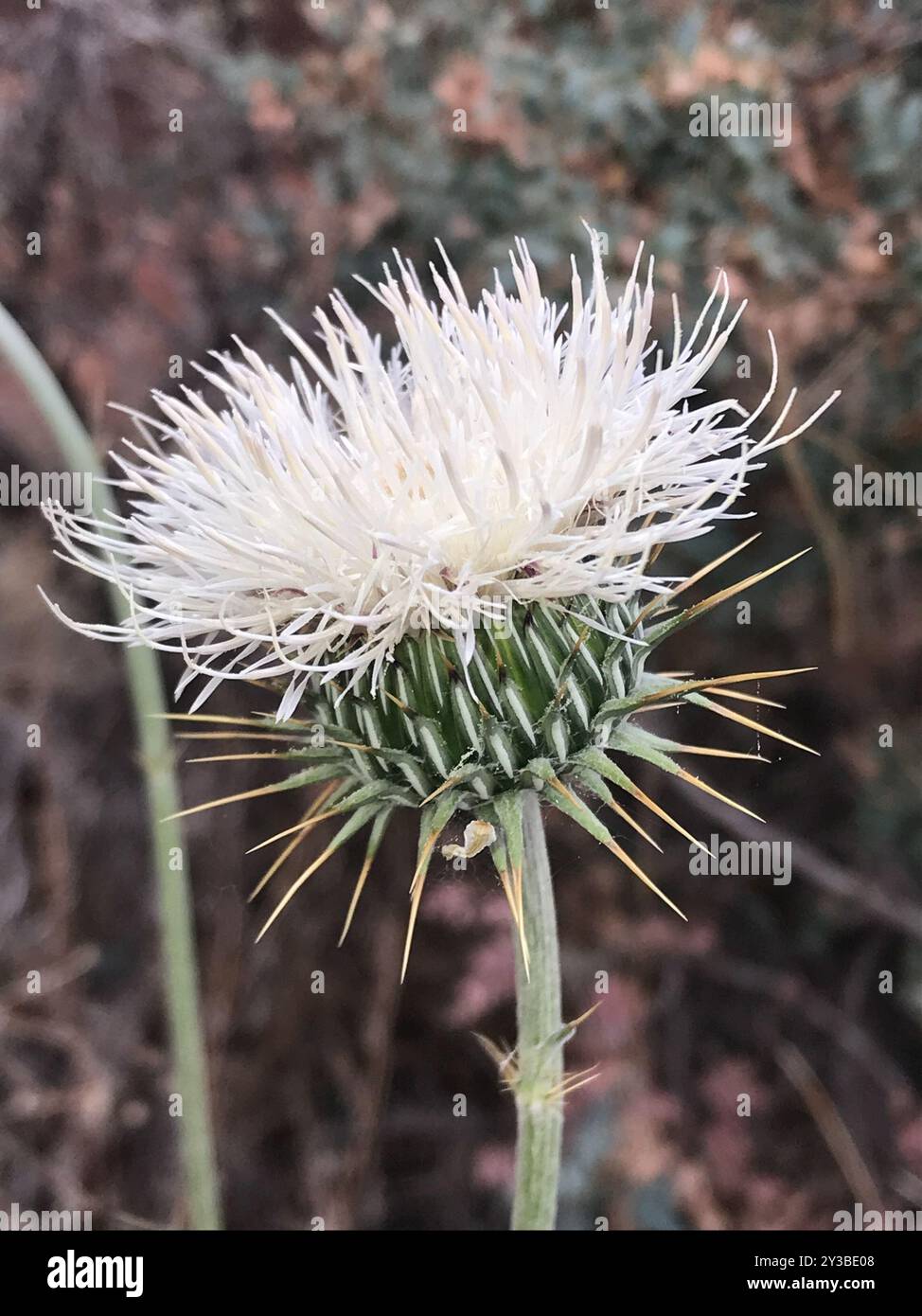 Utah thistle (Cirsium neomexicanum utahense) Plantae Stock Photo - Alamy
