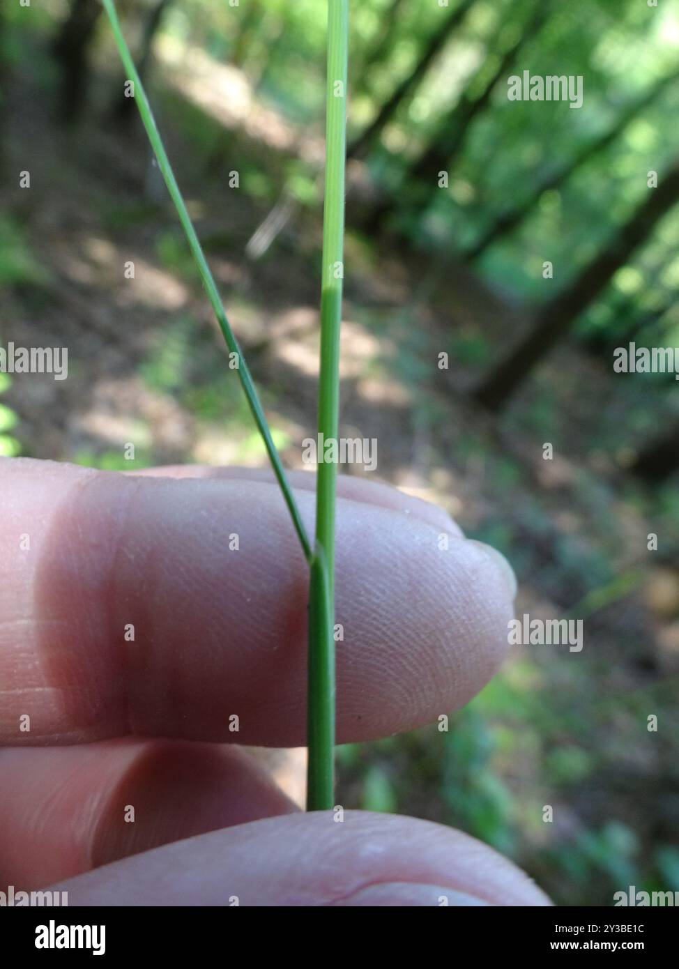 wavy hair-grass (Avenella flexuosa) Plantae Stock Photo - Alamy