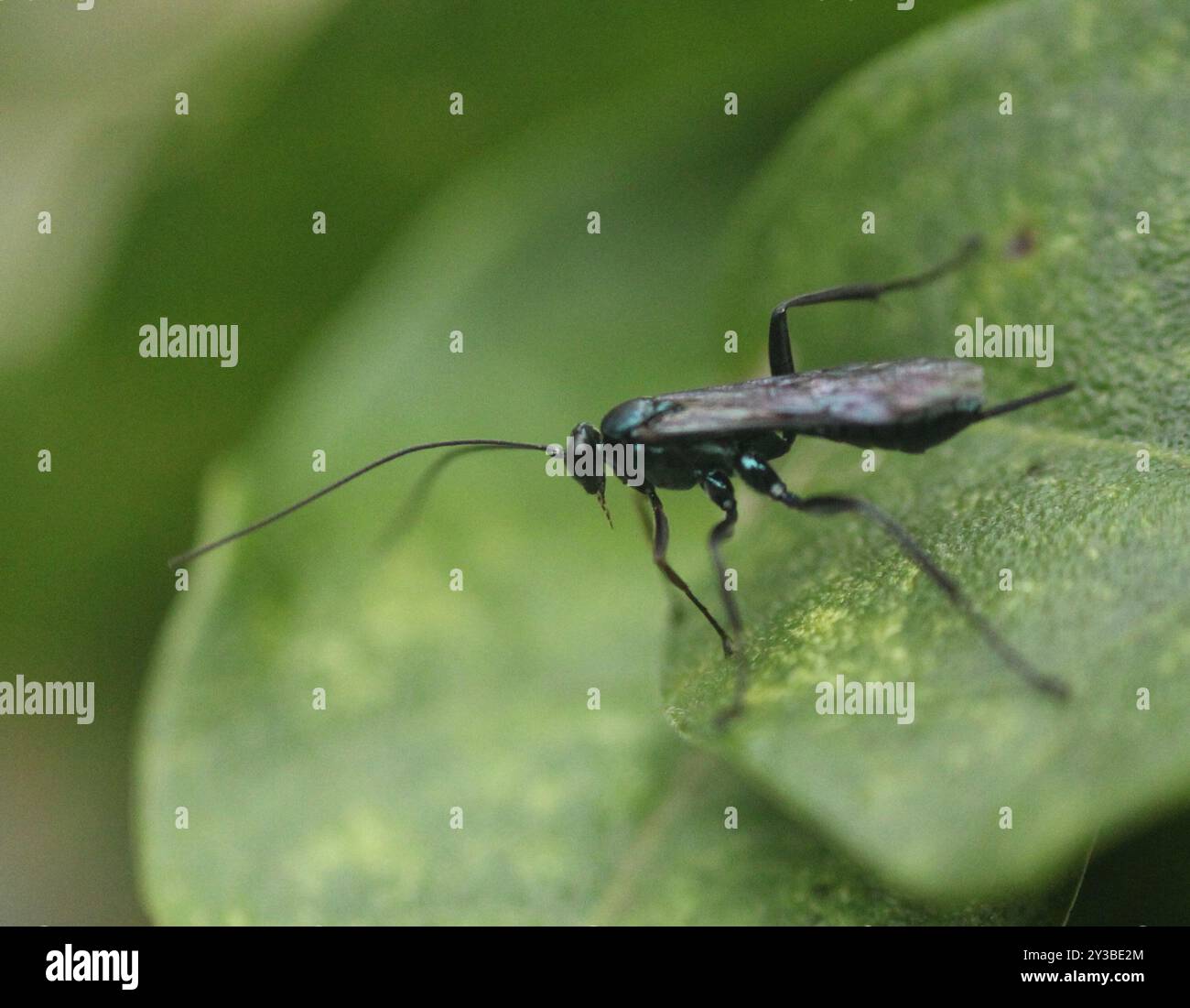 Ants, Bees, and Stinging Wasps (Aculeata) Insecta Stock Photo - Alamy
