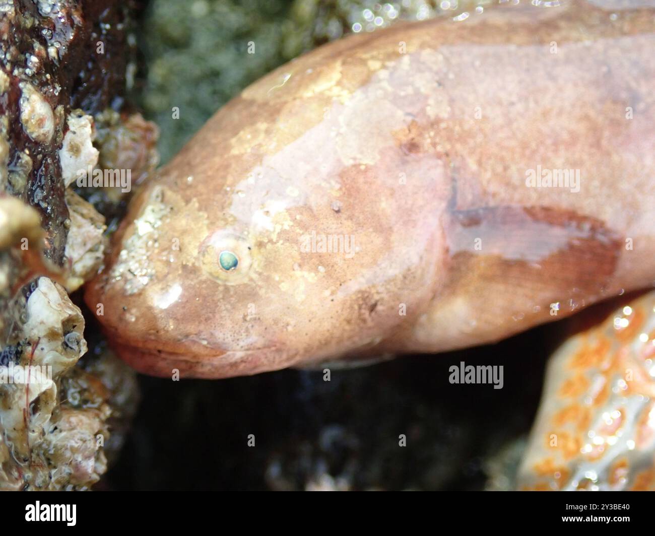 Marbled Snailfish (Liparis dennyi) Actinopterygii Stock Photo - Alamy