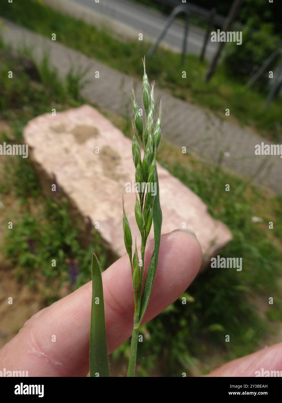 common soft brome (Bromus hordeaceus) Plantae Stock Photo - Alamy