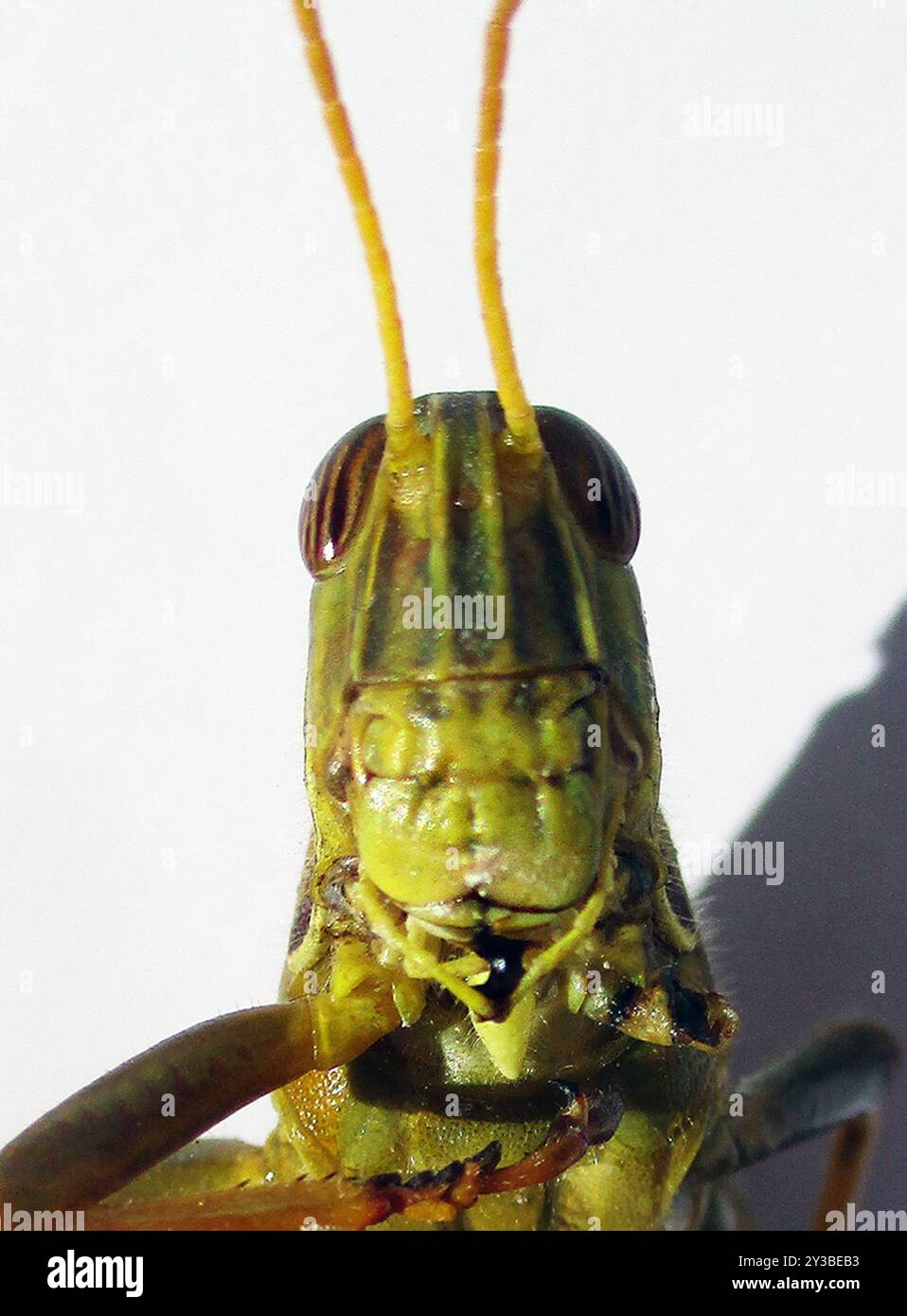 Green tree locust (Cyrtacanthacris aeruginosa) Insecta Stock Photo - Alamy
