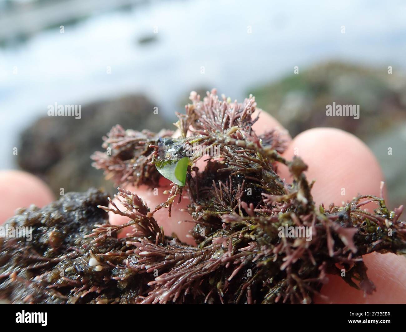 coralline algae (Corallinaceae) Plantae Stock Photo - Alamy