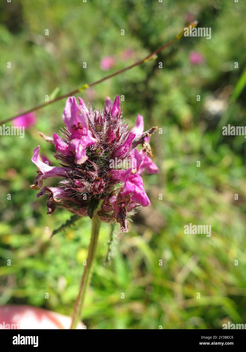 common hedge-nettle (Betonica officinalis) Plantae Stock Photo - Alamy