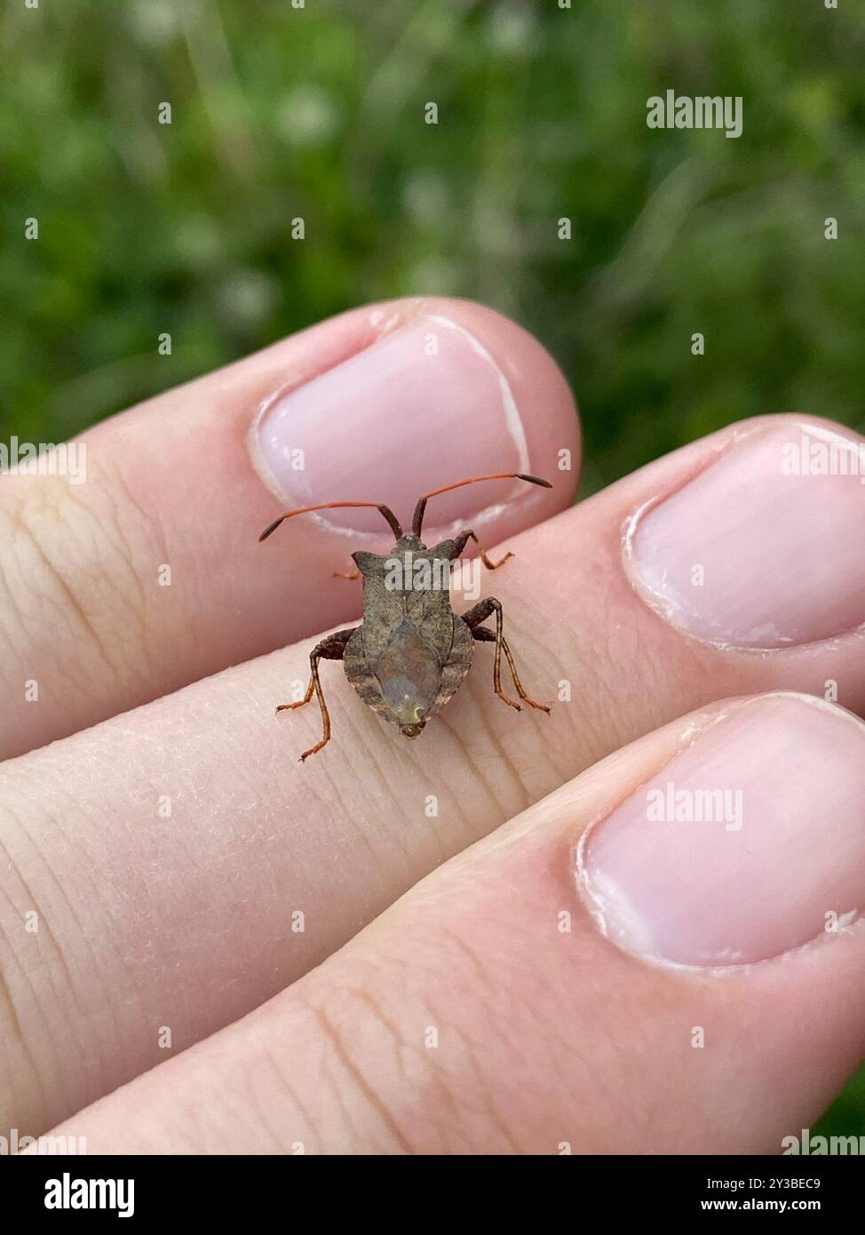 Dock Bug (Coreus marginatus) Insecta Stock Photo - Alamy