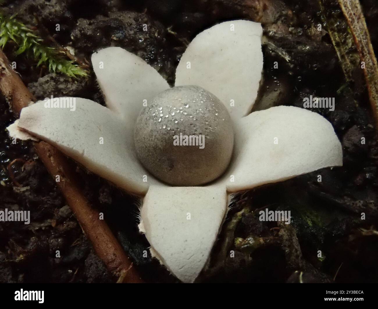 Collared Earthstar (Geastrum triplex) Fungi Stock Photo - Alamy