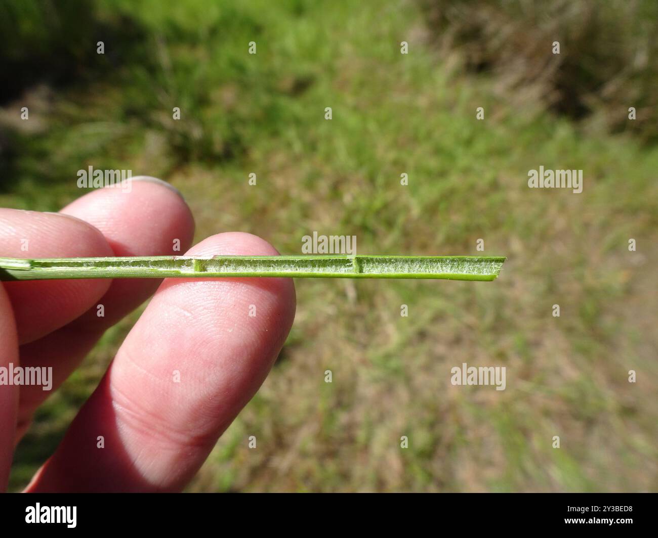 Jointed rush (Juncus articulatus) Plantae Stock Photo - Alamy