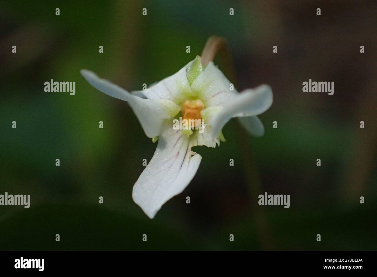 primrose-leaved violet (Viola primulifolia) Plantae Stock Photo - Alamy