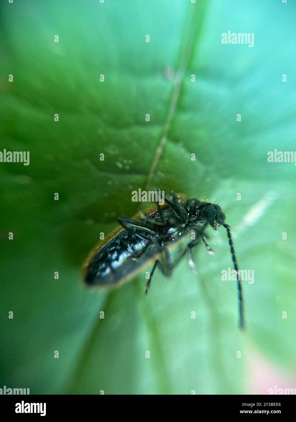 Rough-haired Lagria Beetle (Lagria hirta) Insecta Stock Photo - Alamy