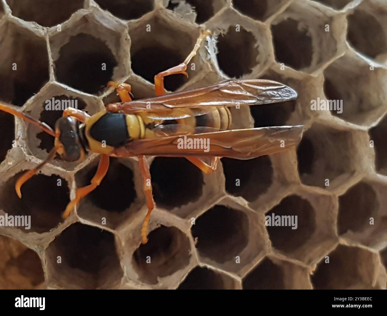 Executioner Wasp (Polistes carnifex) Insecta Stock Photo - Alamy