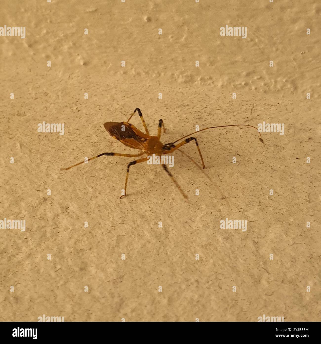 (Cosmolestes picticeps) Insecta Stock Photo - Alamy