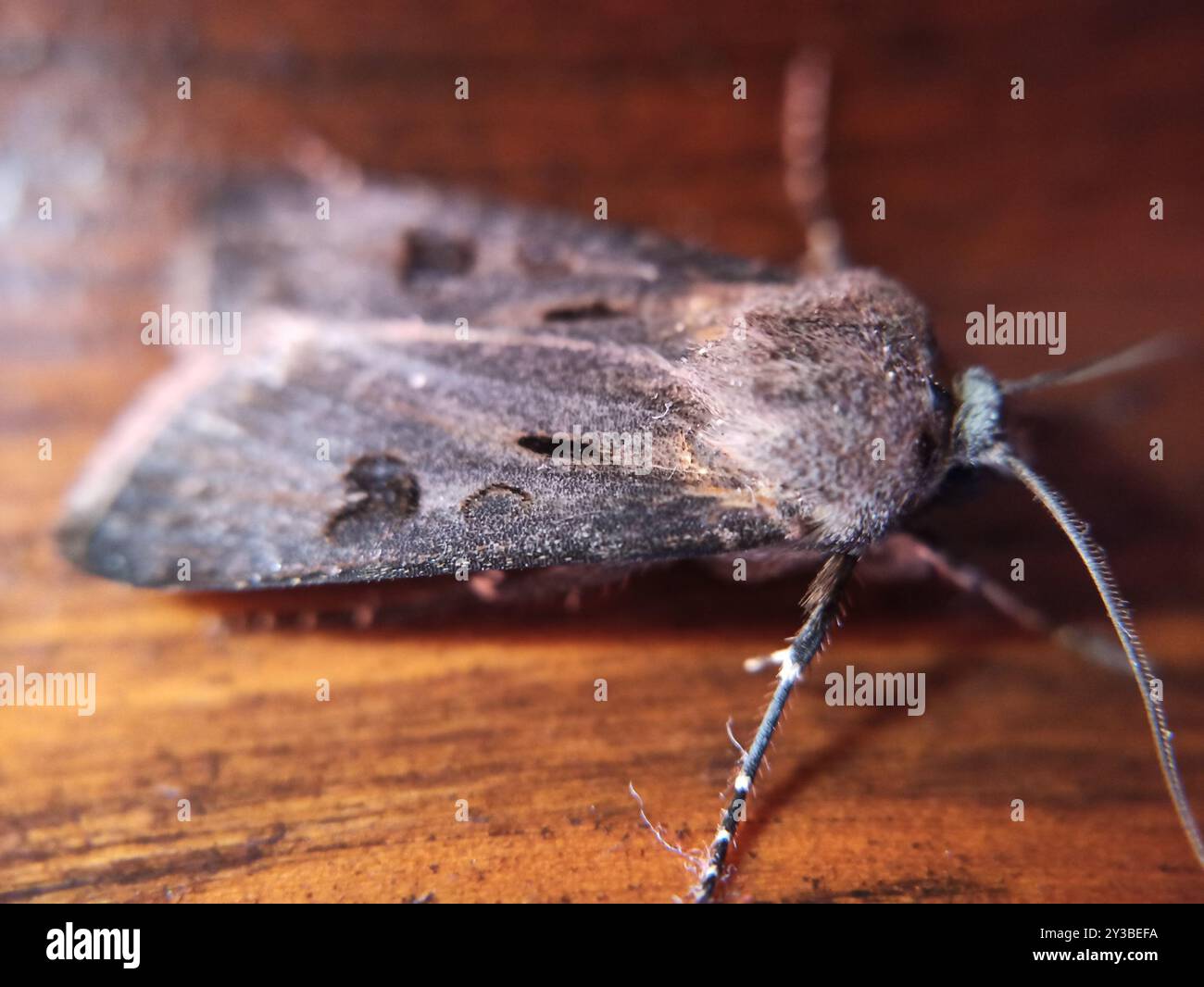 Heart and Dart (Agrotis exclamationis) Insecta Stock Photo - Alamy