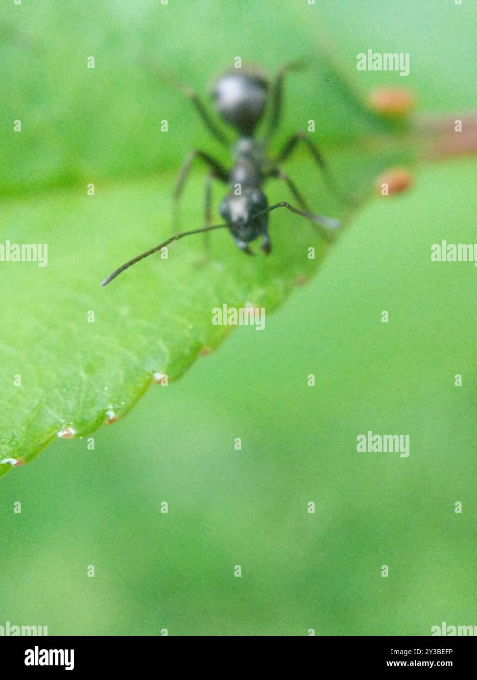 fusca-group Field Ants and Allies (Formica fusca) Insecta Stock Photo ...