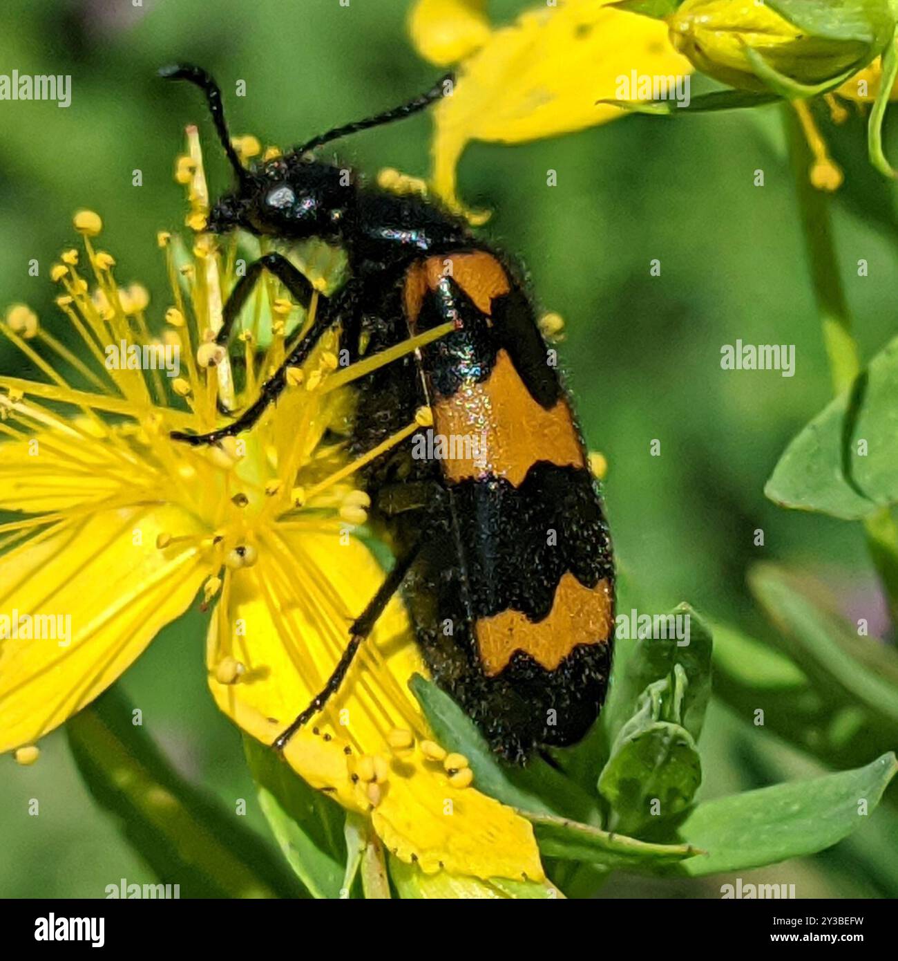 (Mylabris variabilis) Insecta Stock Photo - Alamy