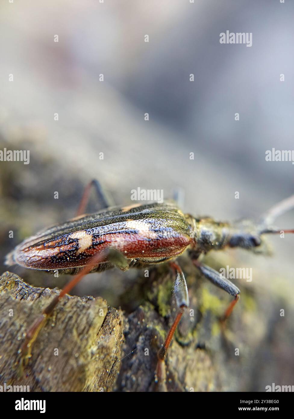 Two-banded Longhorn Beetle (Rhagium bifasciatum) Insecta Stock Photo ...