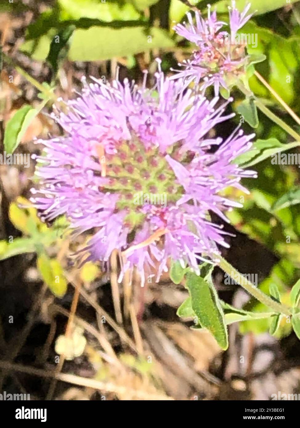 Coyote Mint (Monardella villosa) Plantae Stock Photo - Alamy