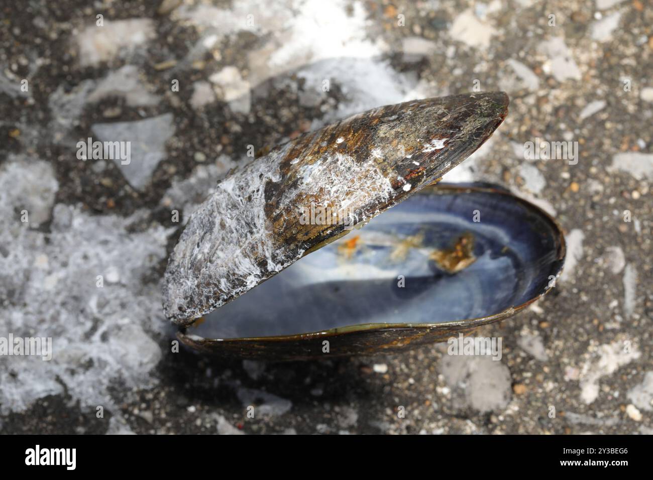 Blue Mussel (Mytilus edulis) Mollusca Stock Photo - Alamy
