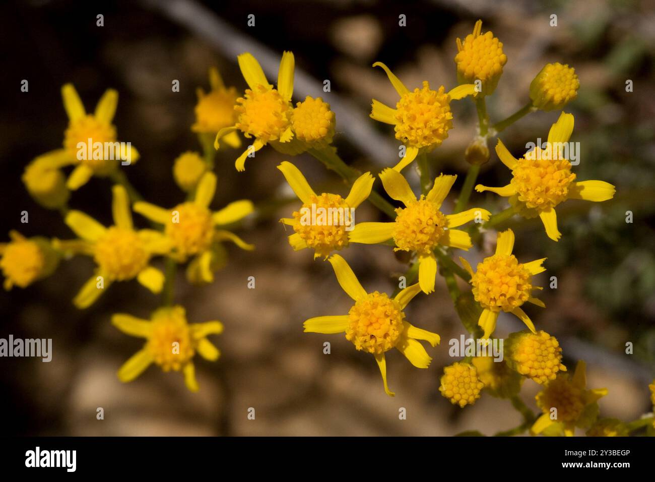 Lobeleaf Groundsel (Packera multilobata) Plantae Stock Photo - Alamy