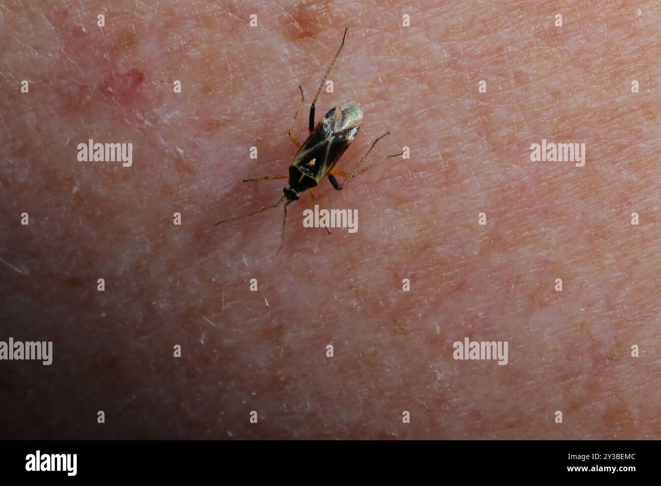 handsome plant bug (Harpocera thoracica) Insecta Stock Photo - Alamy