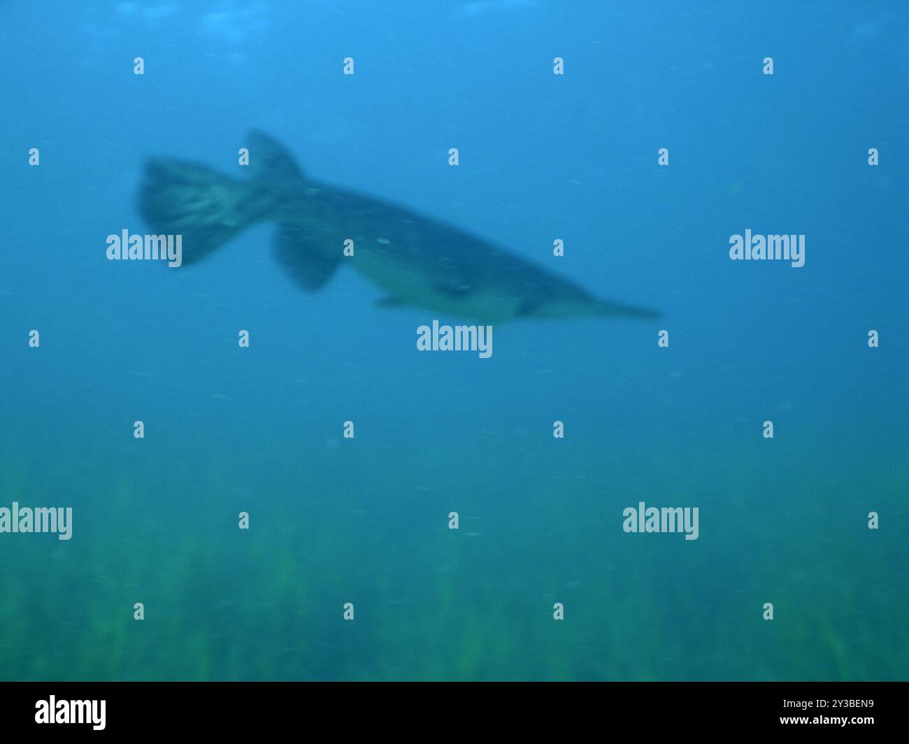 Longnose Gar (Lepisosteus osseus) Actinopterygii Stock Photo - Alamy