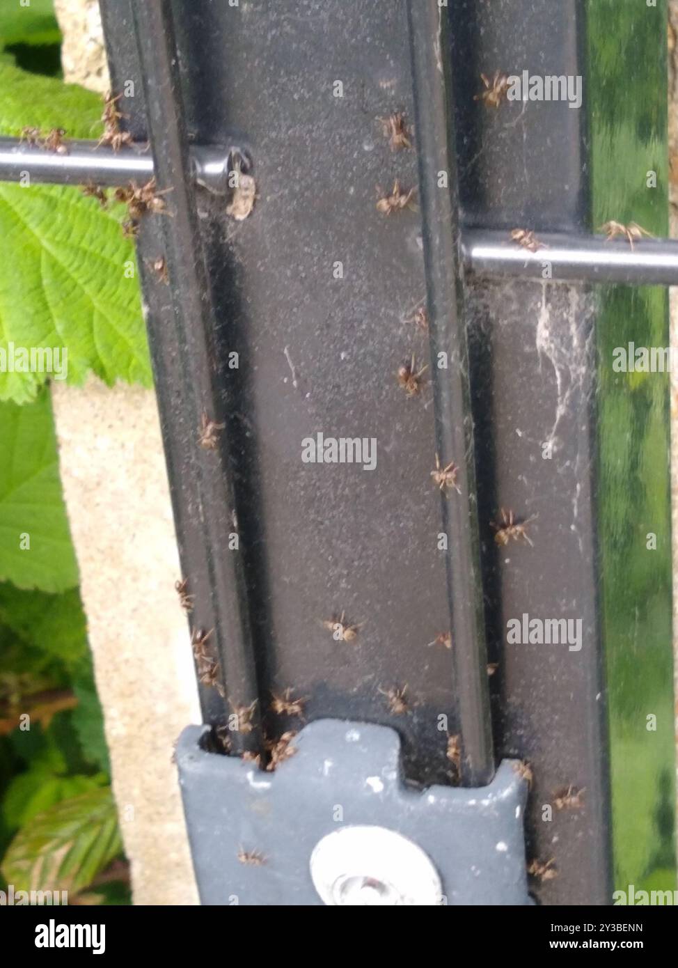 Citronella Ants, Fuzzy Ants, and Allies (Lasius) Insecta Stock Photo ...