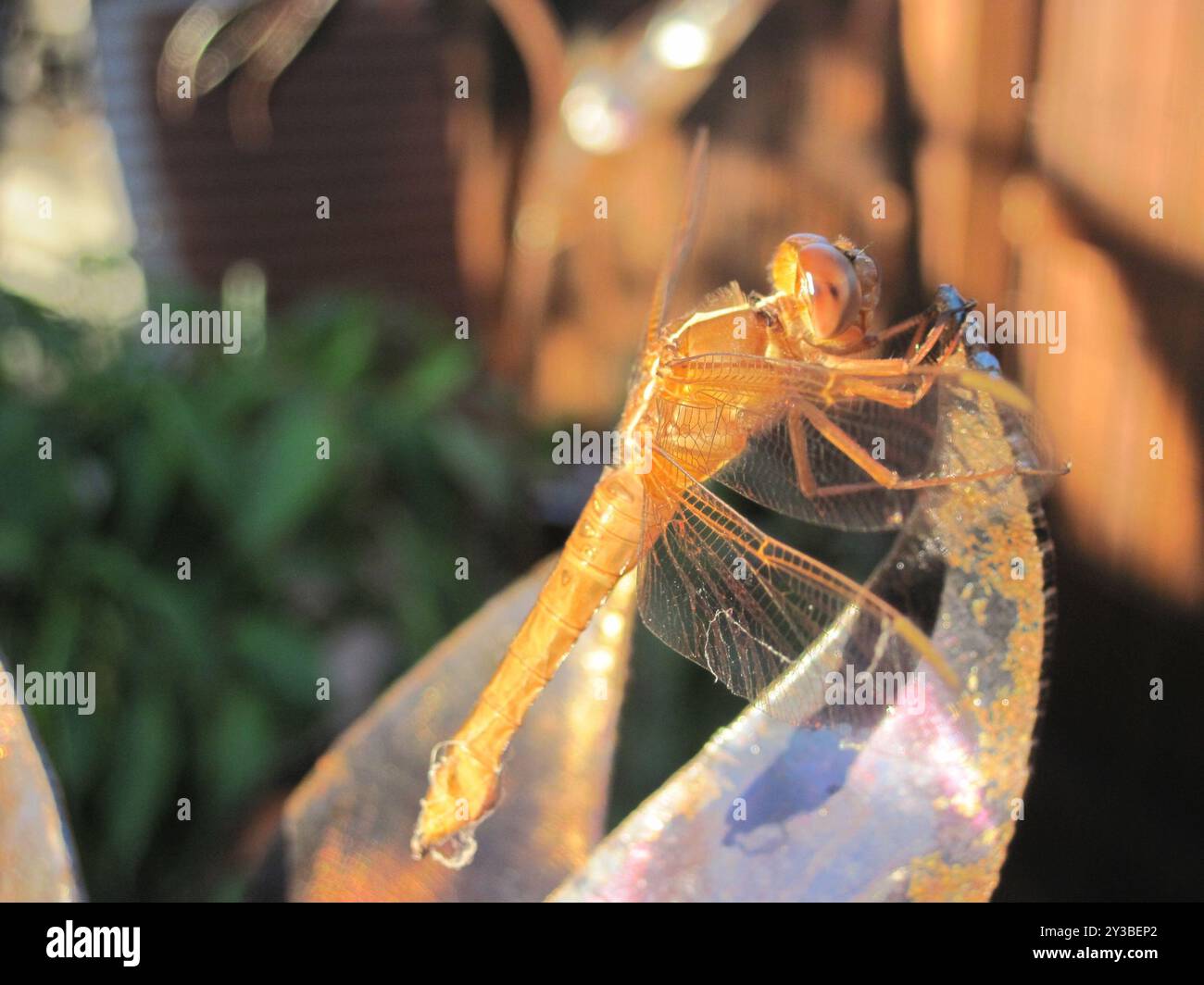 Neon Skimmer (Libellula croceipennis) Insecta Stock Photo - Alamy