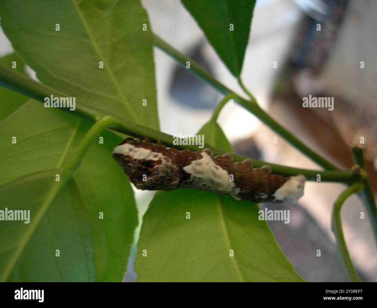 Eastern Giant Swallowtail (Heraclides cresphontes) Insecta Stock Photo ...