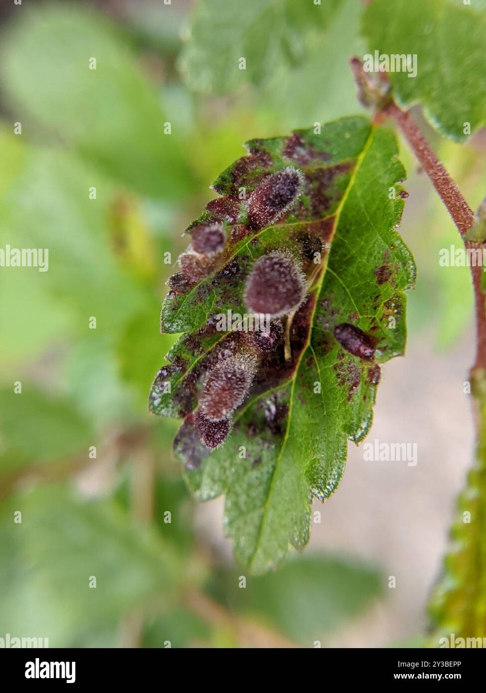 Rice Root Aphid (Tetraneura akinire) Insecta Stock Photo - Alamy