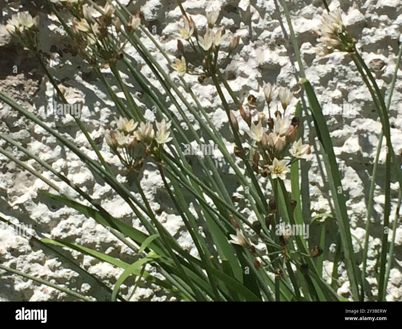 Onion Weed (Nothoscordum gracile) Plantae Stock Photo - Alamy