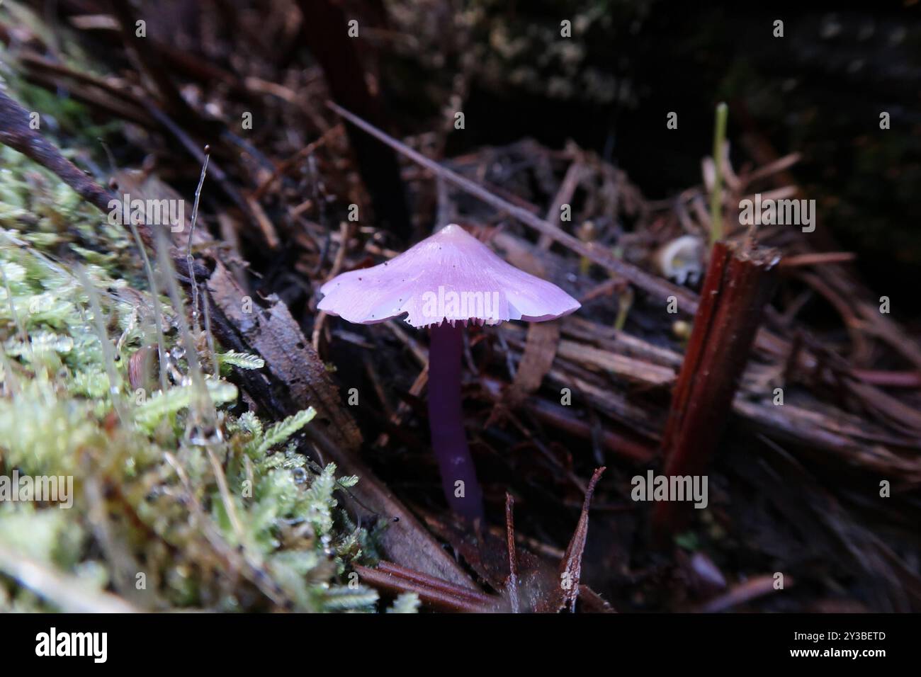 mauve splitting waxcap (Porpolomopsis lewelliniae) Fungi Stock Photo ...