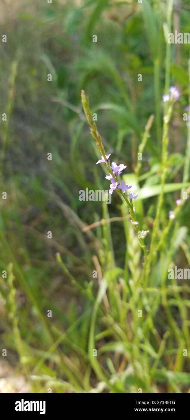 Texas vervain (Verbena halei) Plantae Stock Photo - Alamy