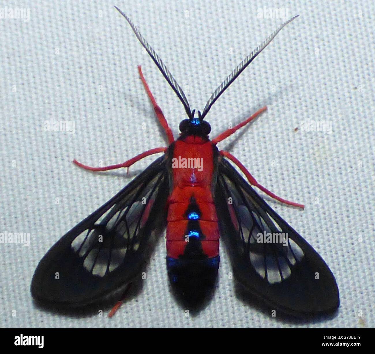 Scarlet-bodied Wasp Moth (Cosmosoma myrodora) Insecta Stock Photo - Alamy