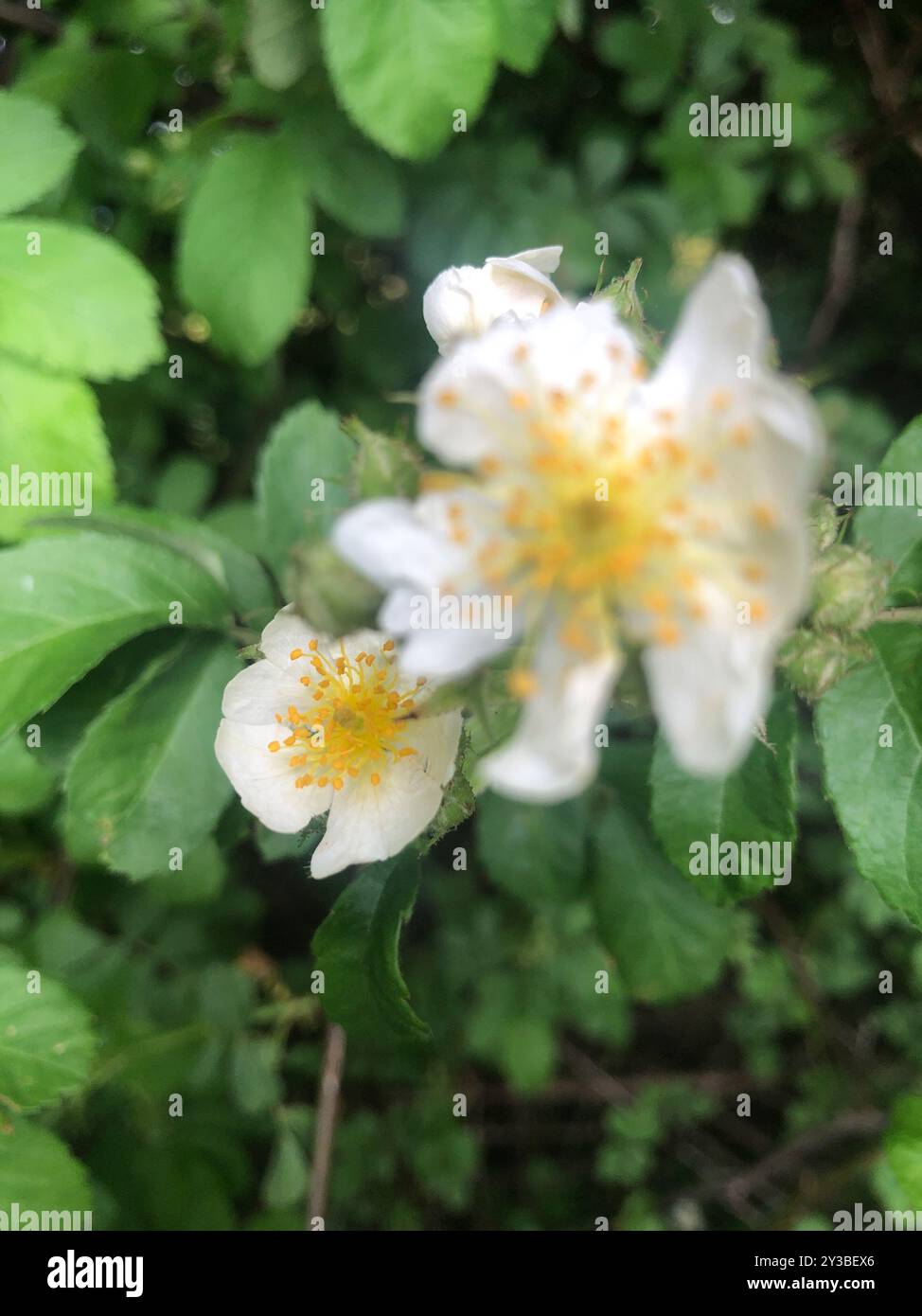 multiflora rose (Rosa multiflora) Plantae Stock Photo - Alamy