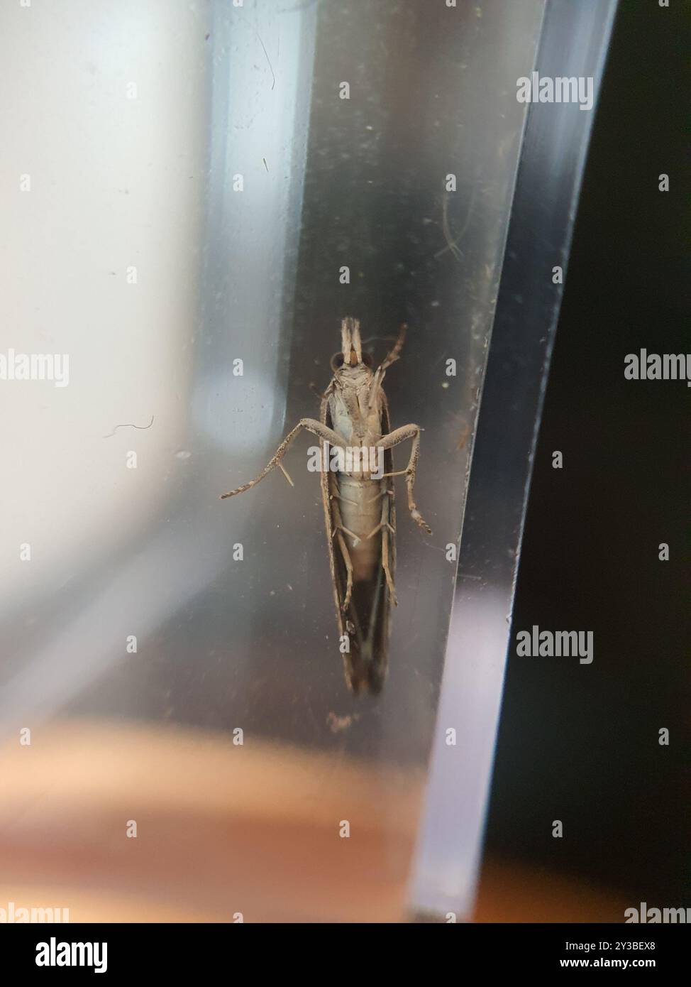 Olethreutine Leafroller Moths (Olethreutinae) Insecta Stock Photo - Alamy